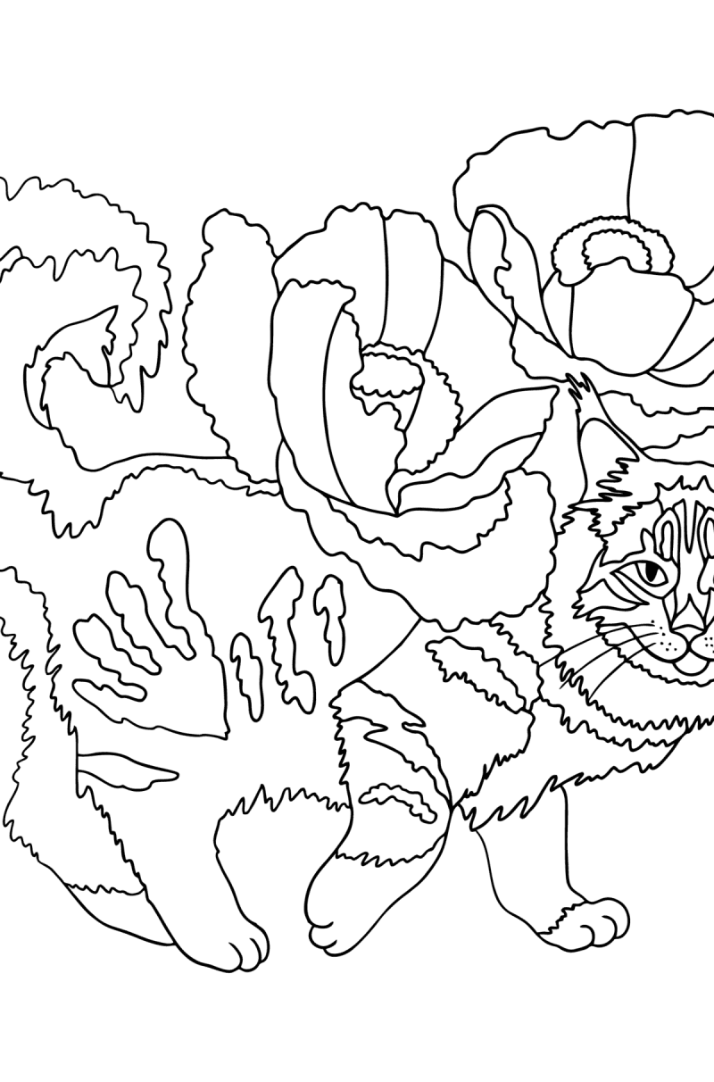 Cat Coloring pages for Adults - Print and Online for Free