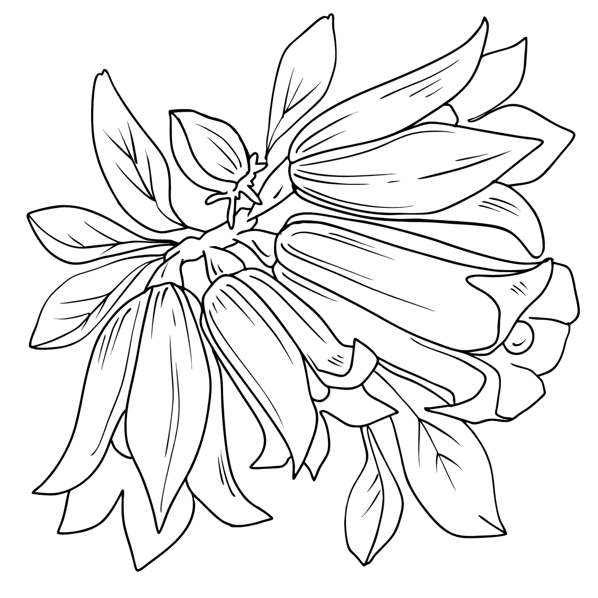 pink-flowers-bluebells-flowers-coloring-pages-for-adults-online